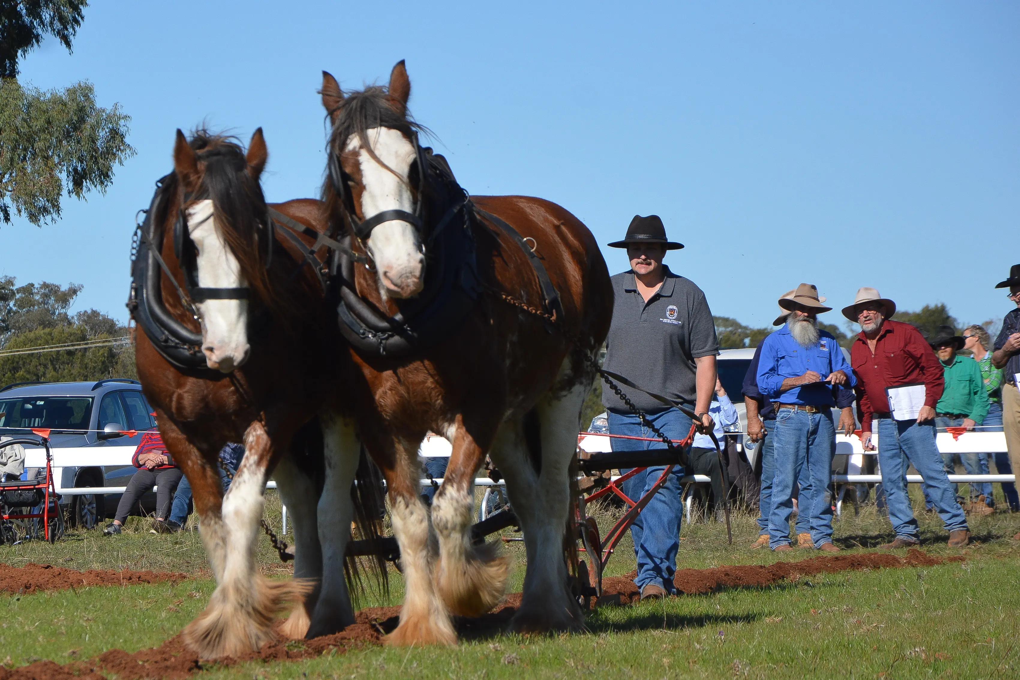 Peak Hill hosts 50th anniversary Golden Plough