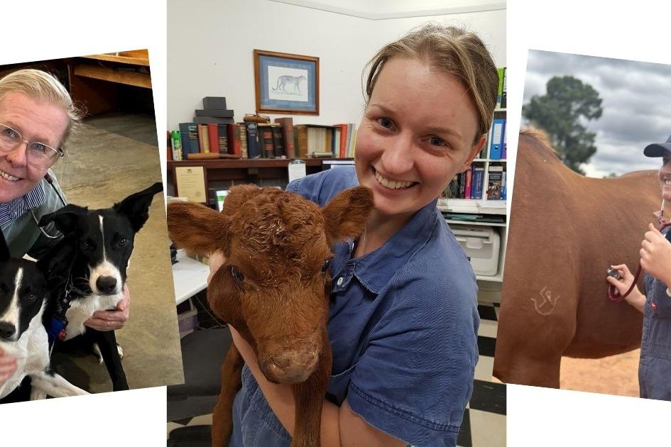Get to know your local vet: Lachlan Valley Vets